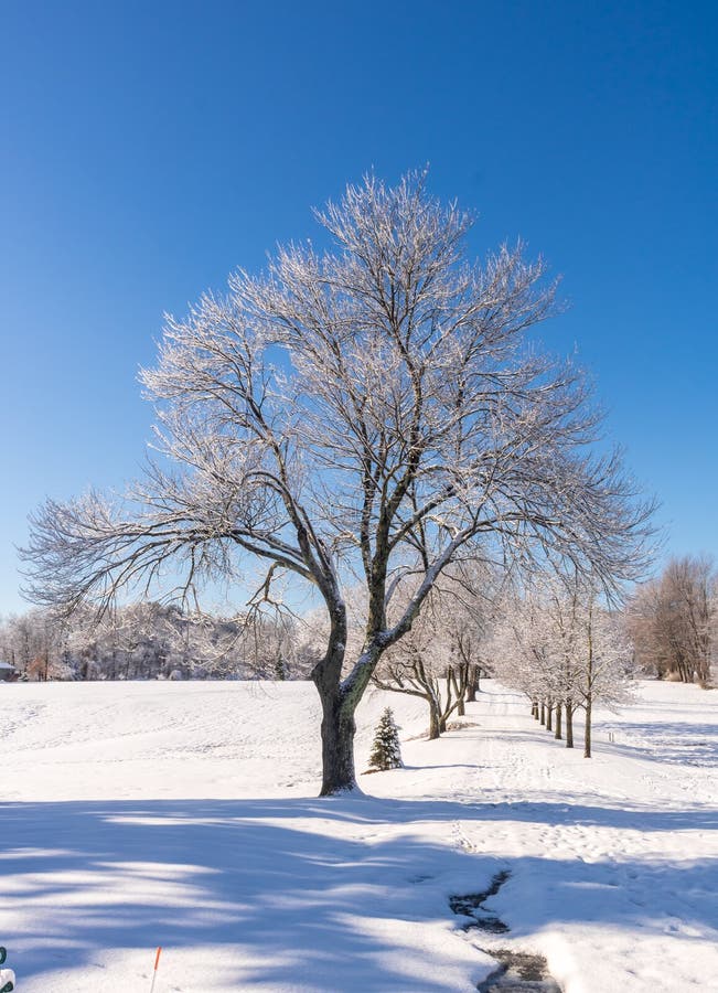 Snow-covered Tree at the Start of a Path Stock Photo - Image of passes ...