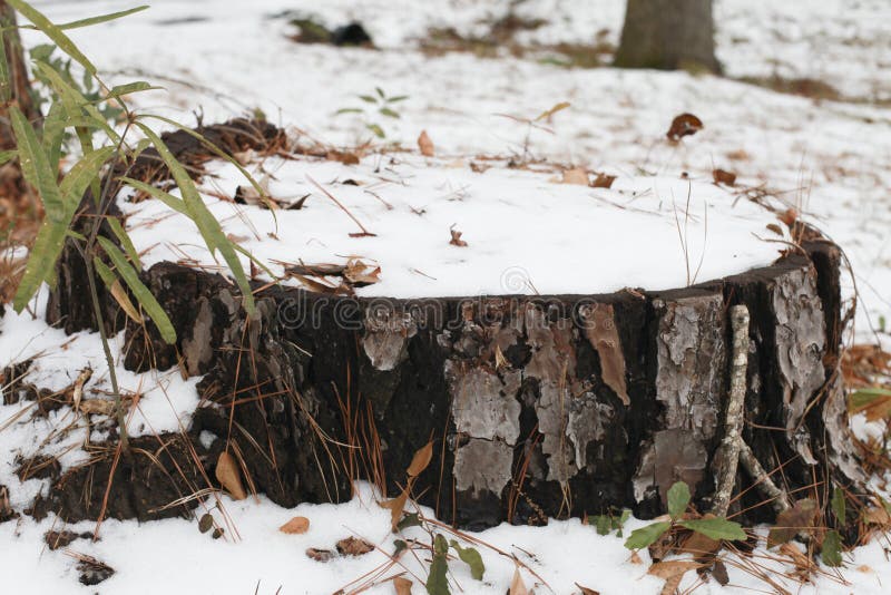 1,305 Snow Covered Tree Stump Stock Photos - Free & Royalty-Free Stock ...