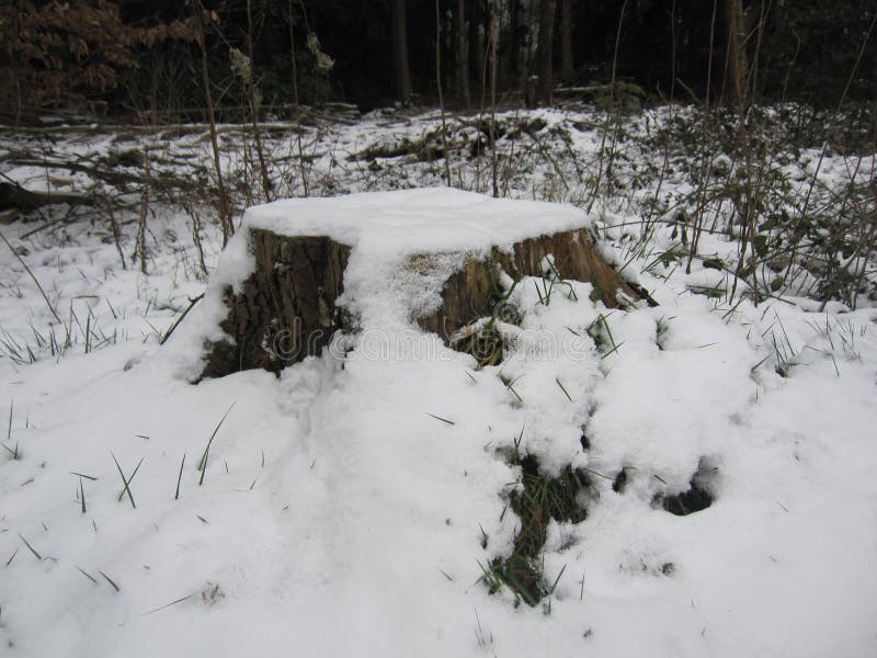 Snow Covered Tree Stump stock photo. Image of woodland - 112522476