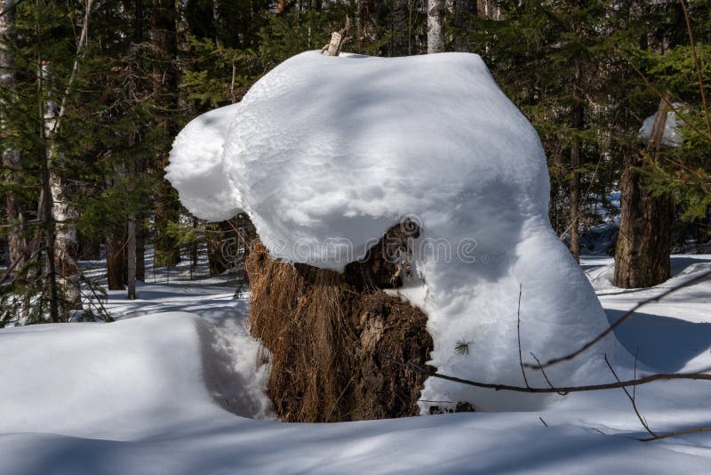 Snow-covered Tree Stump in the Winter Forest. Stock Image - Image of ...
