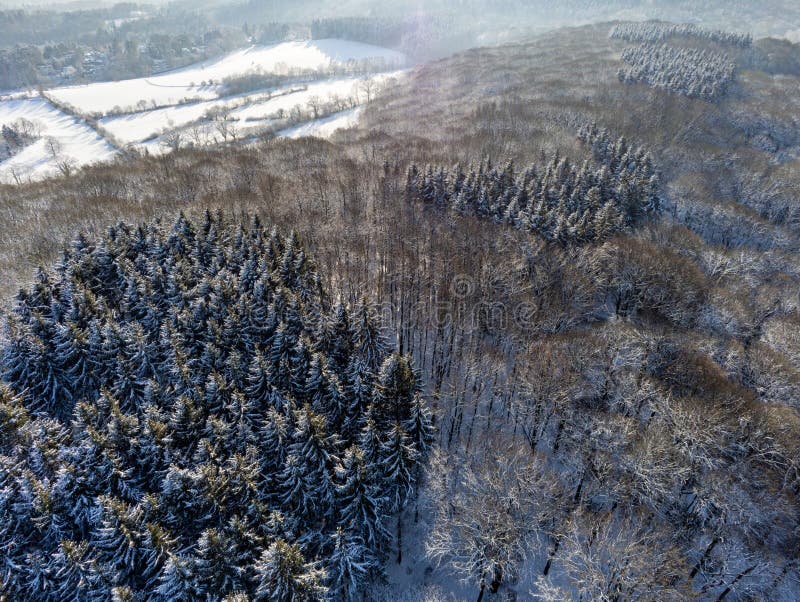 Snow Covered Tree Tops Seen from Above during Sunny Winter Day Stock ...