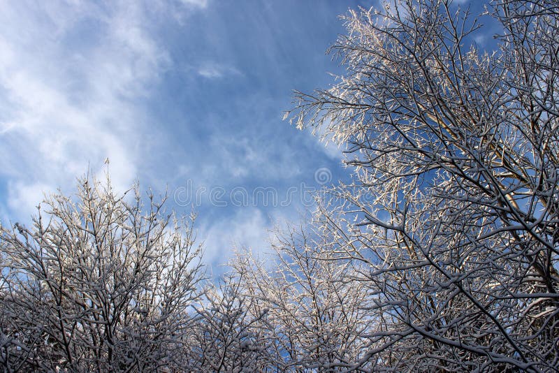Snow Covered Tree Tops and Sky Stock Image - Image of branch, covered ...