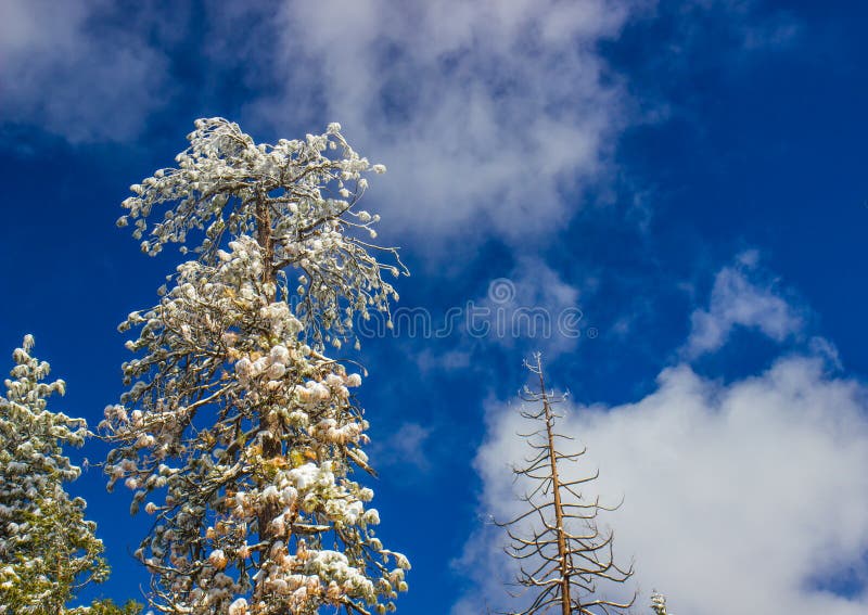 Snow Covered Tree Tops with Blue Sky Background Stock Image - Image of ...