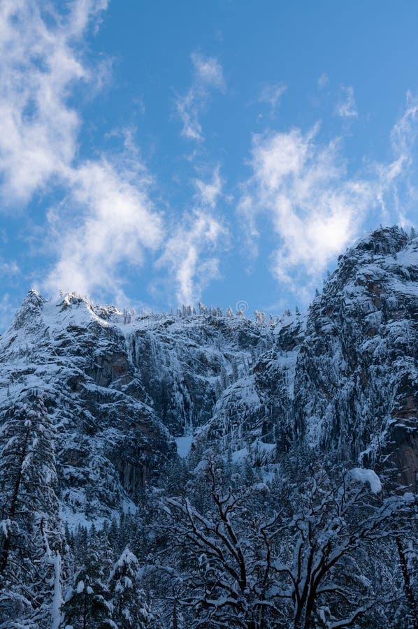 Snow-covered Tree Tops in Yosemite Stock Image - Image of outdoor ...