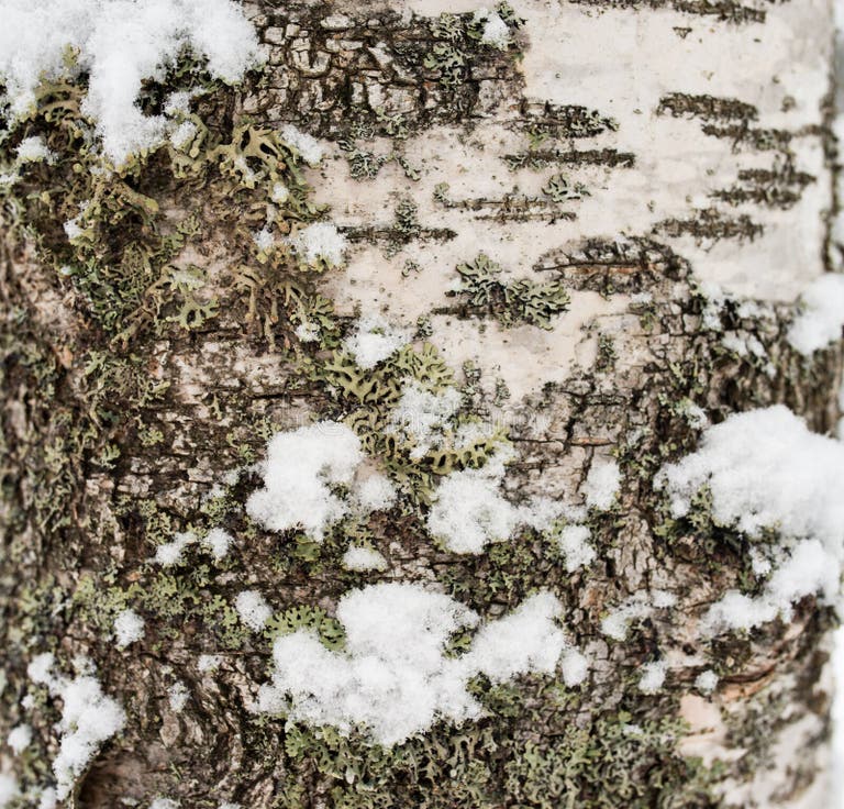 Snow Covered Tree Trunk Overgrown with Moss and Lichen Stock Photo ...