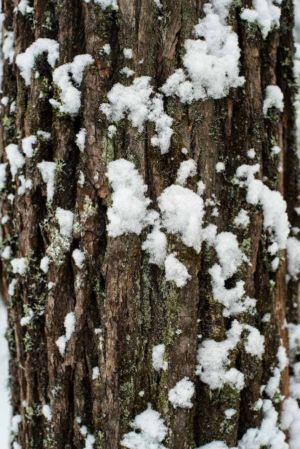 Snow Covered Tree Trunk Overgrown with Moss and Lichen Stock Image ...