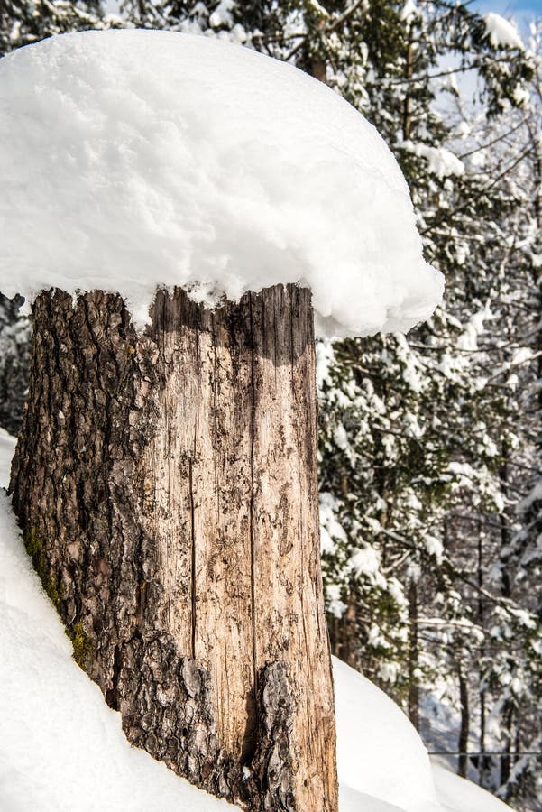 Snow Covered Tree Trunk in Winter Stock Photo - Image of snow, tree ...