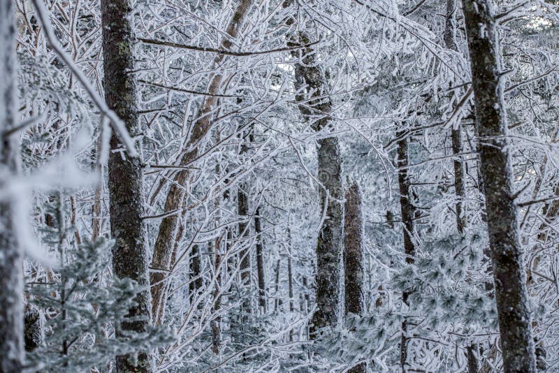 Snow-covered Tree Trunks in a Dense Forest in Winter. Snow Stuck To ...