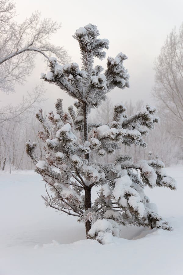 Snow-covered Tree Branch with Crab Apples Stock Image - Image of ...