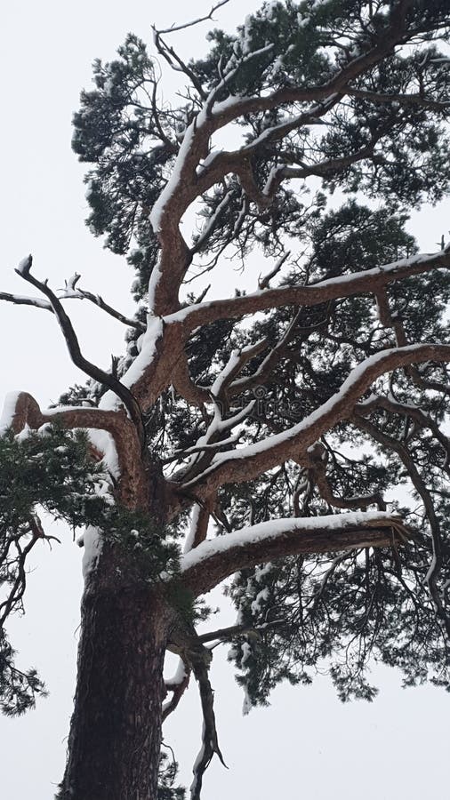 A Snow Covered Tree in Winter Bent by the Wind Stock Image - Image of ...