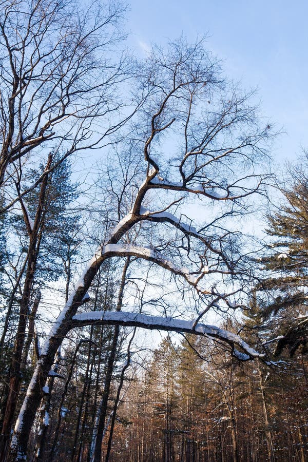 Snow Covered Tree in Wisconsin during Winter Stock Photo - Image of ...