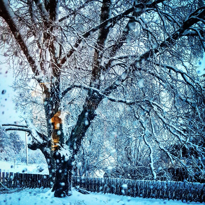 Snow covered tree stock photo. Image of tree, yard, winter - 86114440