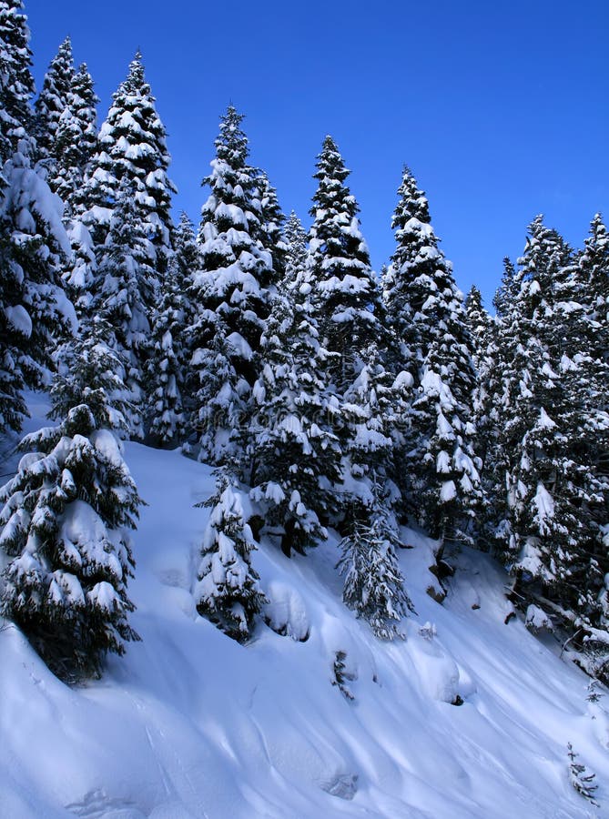 Snow Covered Trees 10 stock image. Image of trees, upright - 4031587