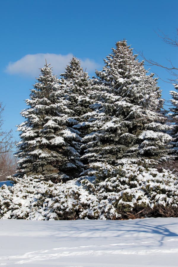 Pine trees covered in snow stock photo. Image of coniferous - 6701994