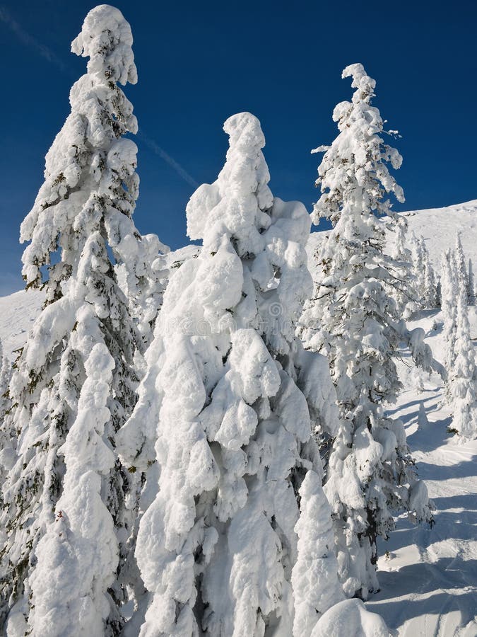 Snow covered trees stock image. Image of nature, skiing - 12895579