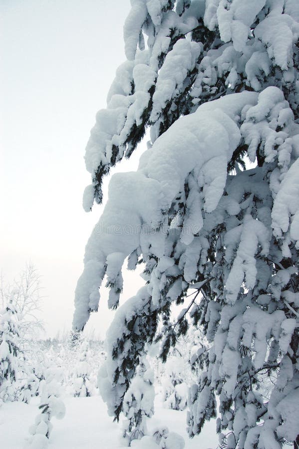 Snow covered trees stock photo. Image of lots, snow, pine - 17815372