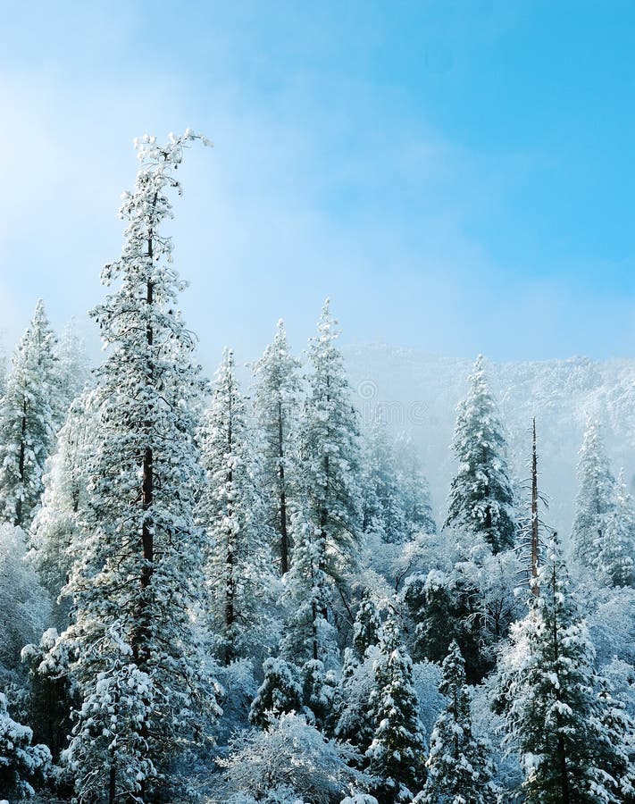 Snow Covered Trees stock photo. Image of snowfall, yosemite - 2121158