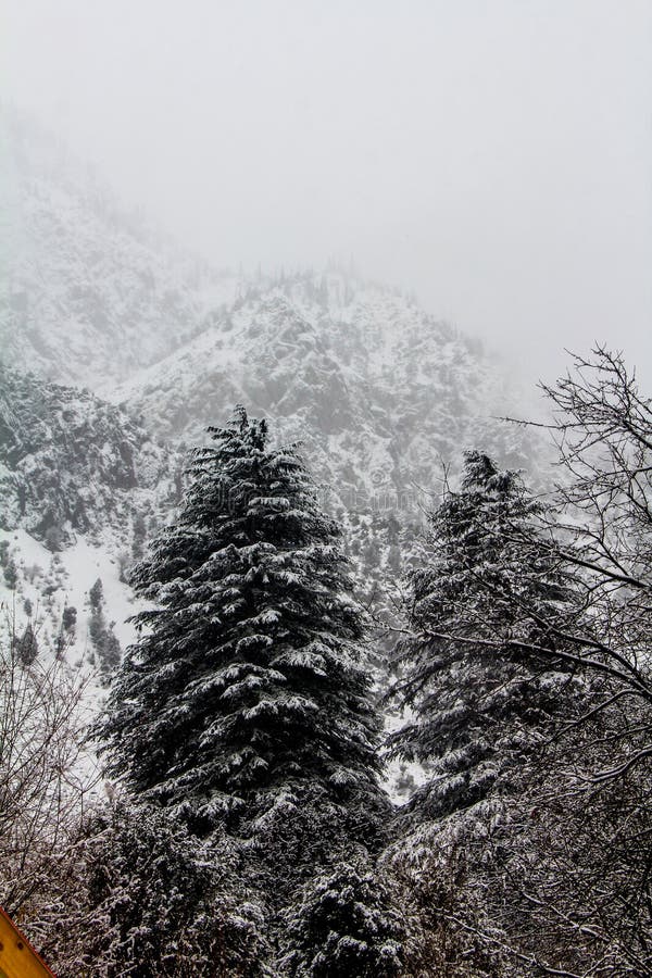 Snow covered trees stock image. Image of trees, winter - 257379249