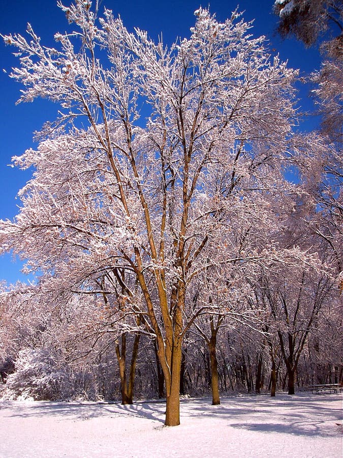 Snow covered trees 3 stock photo. Image of winter, nature - 3636462