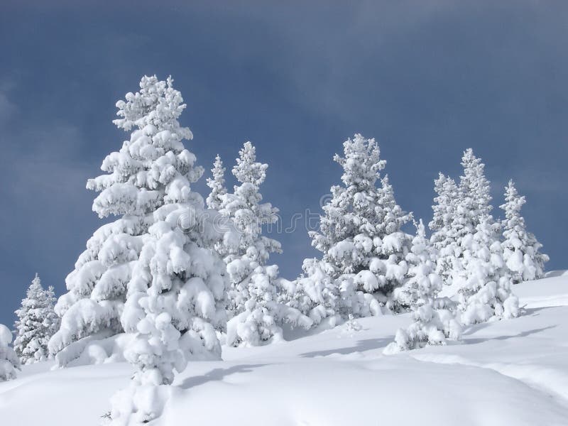 Snow Covered Trees stock photo. Image of thick, deep, winter - 362866