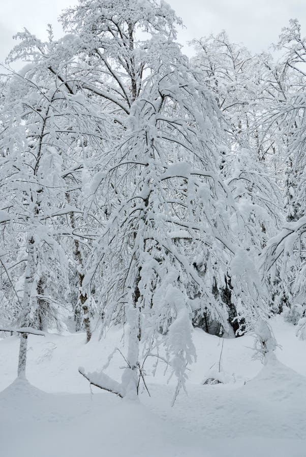 Snow covered trees stock photo. Image of frozen, nature - 4143034