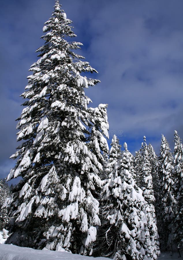 Snow Covered Trees 5 stock photo. Image of covered, pure - 4011708