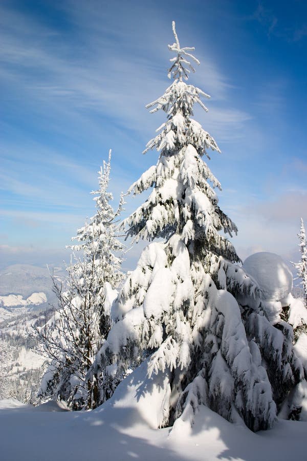 Snow fir trees stock image. Image of seasons, landscape - 1549035