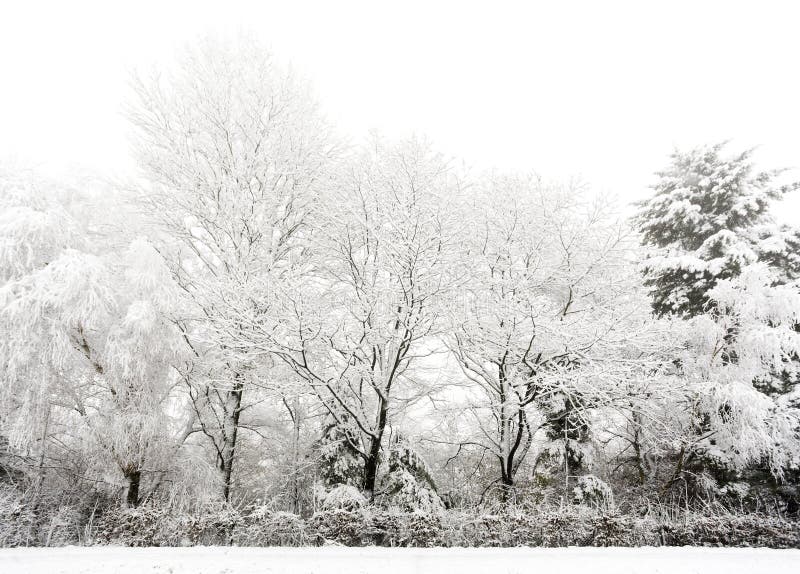 Snow covered trees stock photo. Image of nature, snow - 7517036