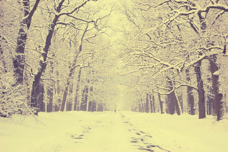Snow-covered Trees Alley with a Lot of Snow Stock Image - Image of ...