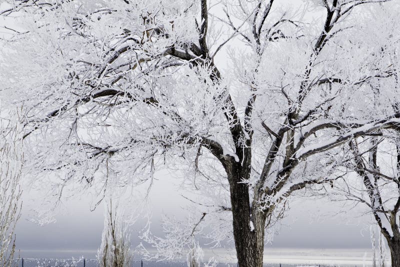 Snow Covered Trees with Approaching Storm Stock Image - Image of ...