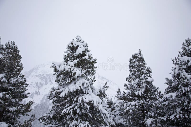 Snow Covered Trees In The Austrian Alps Mountains. Stock Photo - Image ...