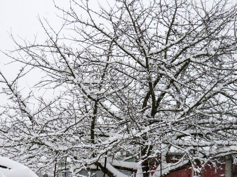 Snow Covered Trees. Bad Weather in Belarus. Stock Image - Image of ...