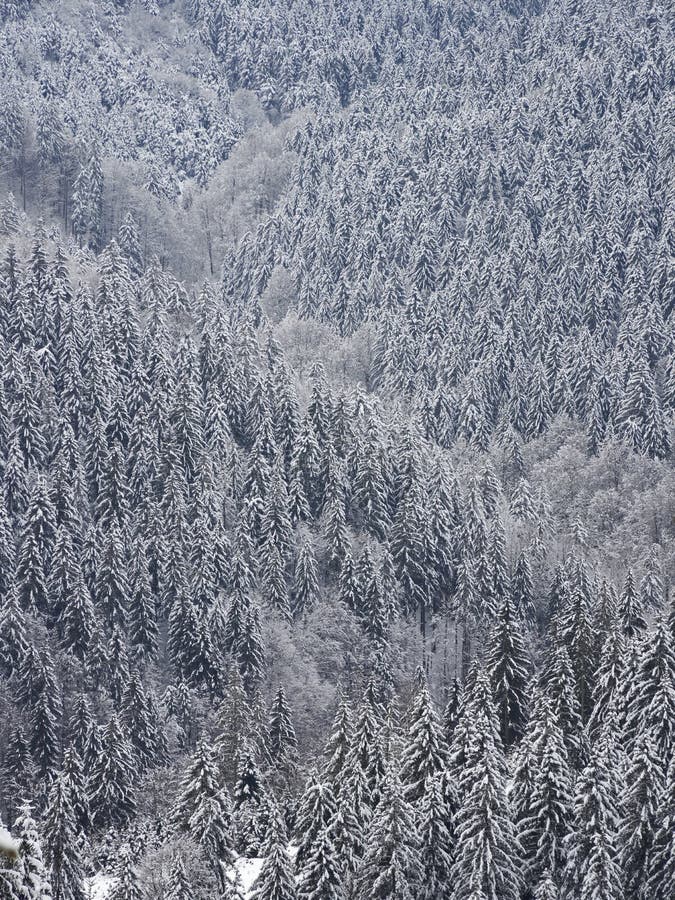 Snow Covered Trees in the Bavarian Alps Stock Photo - Image of ...