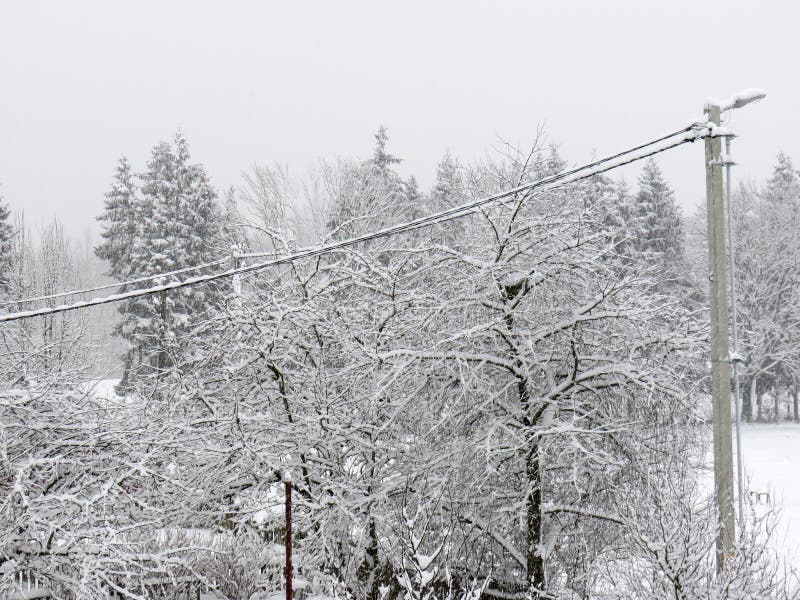 Snow-covered Trees. after a Blizzard. Stock Photo - Image of frozen ...