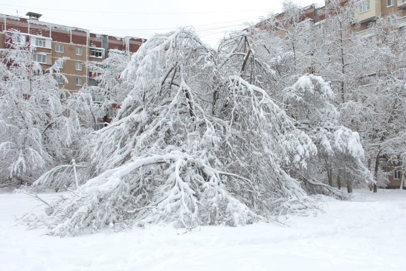 House Damaged Fallen Trees Winter Storm Stock Photos - Free & Royalty ...