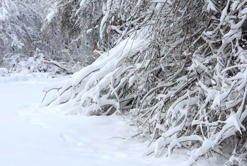 Snow-covered Trees. Broken Tree from the Snow Stock Photo - Image of ...