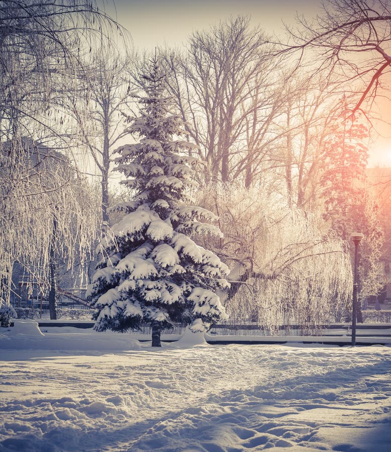 Snow-covered Trees in the City Park Stock Photo - Image of beautiful ...