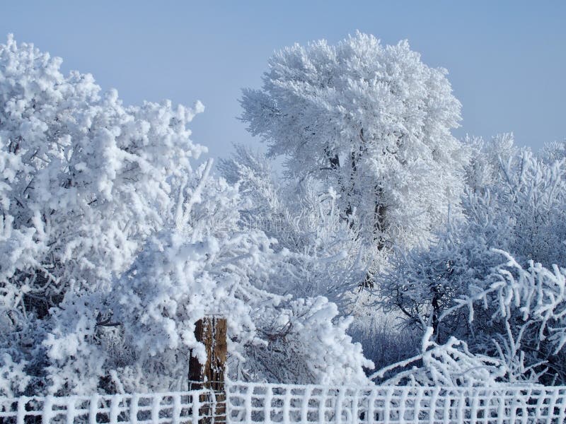 Frost Covered Trees with a Frost Covered Fence Stock Image - Image of ...
