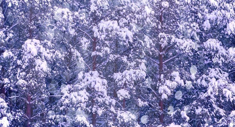 Snow-covered Trees Create a Serene Winter Landscape in the Forest ...
