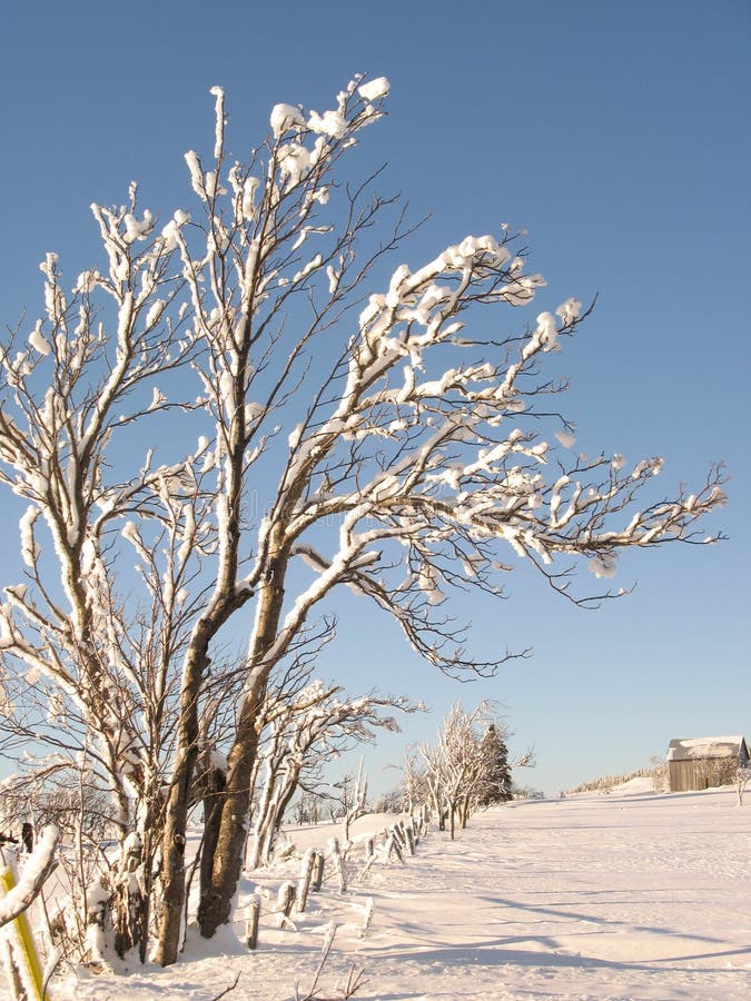 Snow Covered Trees in a Fence Line in Rural Quebec Stock Image - Image ...