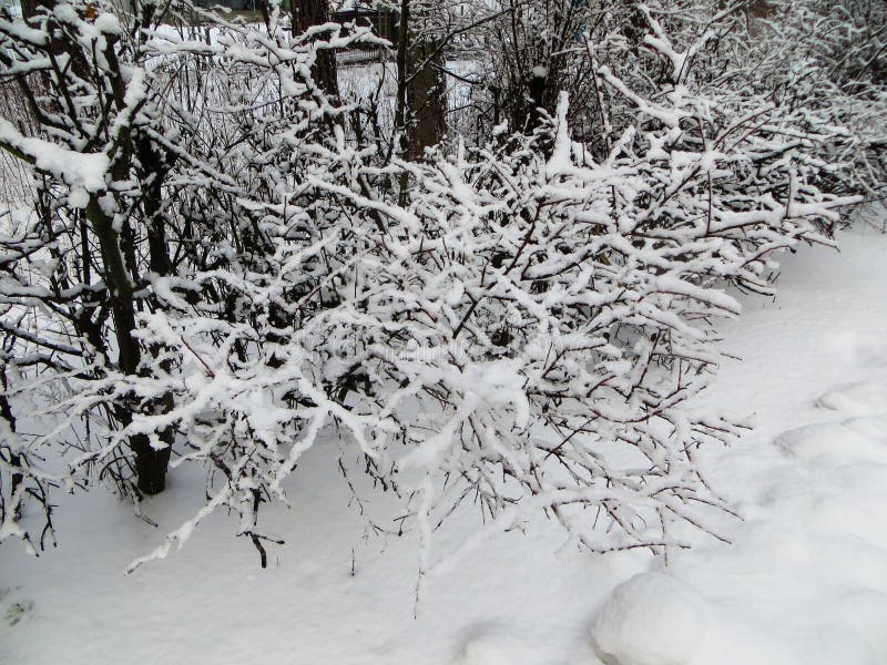 Snow Covered Trees in the Forest. First Snow Stock Image - Image of ...