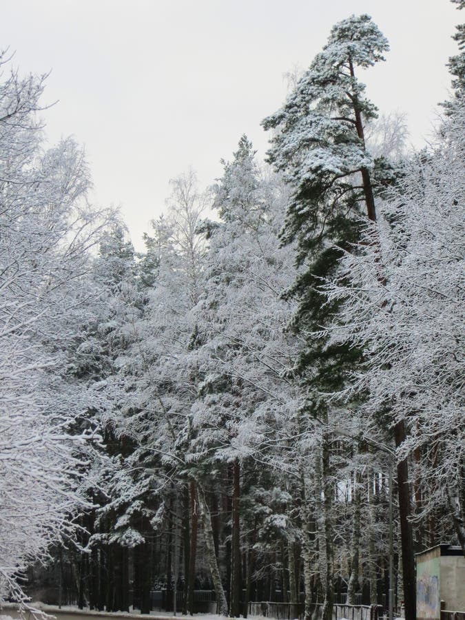 Snow Covered Trees in the Forest. First Snow Stock Image - Image of ...