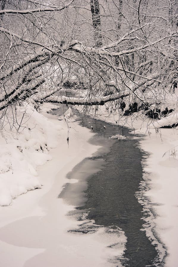 Snow-covered Trees and a Forest Stream Stock Image - Image of white ...