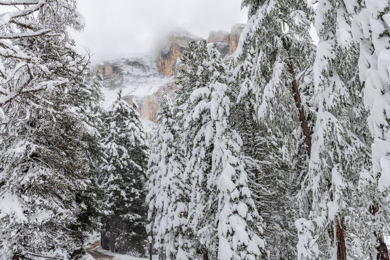 Snow-covered Trees Frame a Narrow Forest Path, Leading Toward Mist ...