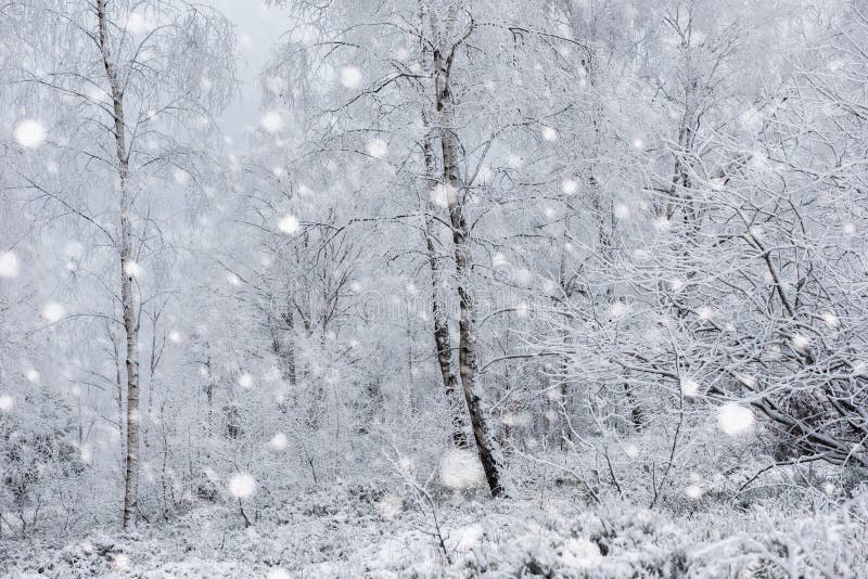 Snow Covered Trees and Heavy Snowing in the Mountains Stock Photo ...