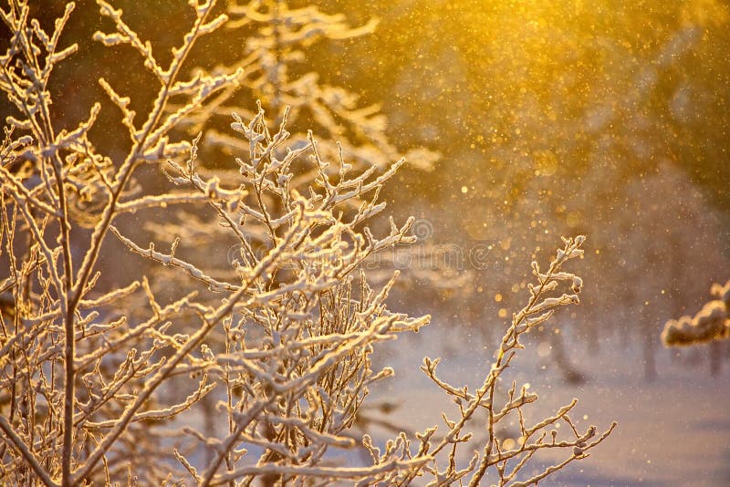 Snow-covered Trees in the January Snowfall in the Forest. Stock Photo ...