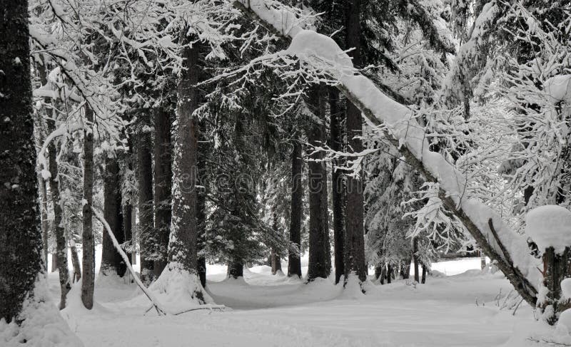 Snow Covered Trees Line a Pathway in a Alpine Forest Stock Image ...