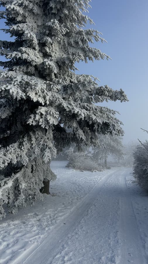Snow-covered Trees Lining a Serene Winter Pathway Under a Clear Blue ...