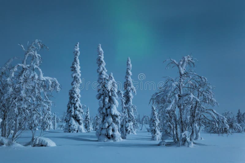 Snow-covered Trees in Moonlight with Barely Visible Northern Lights ...