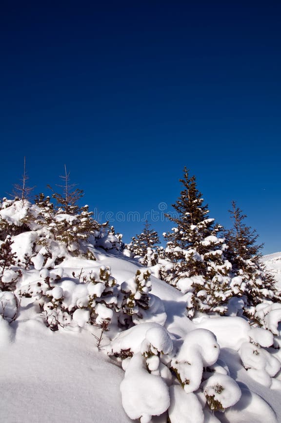 Snow Covered Trees on Mountain Stock Image - Image of trees, conifers ...
